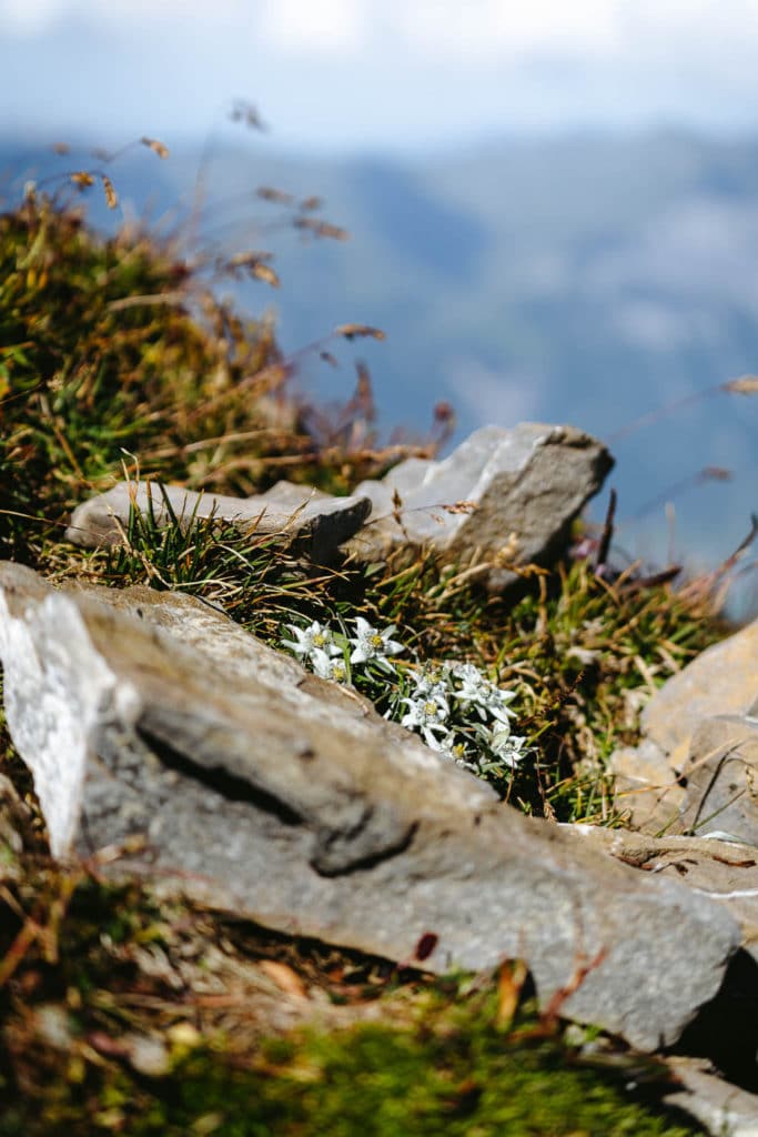 Bachalpsee Hike from First-Grindelwald: All You Need to Know
