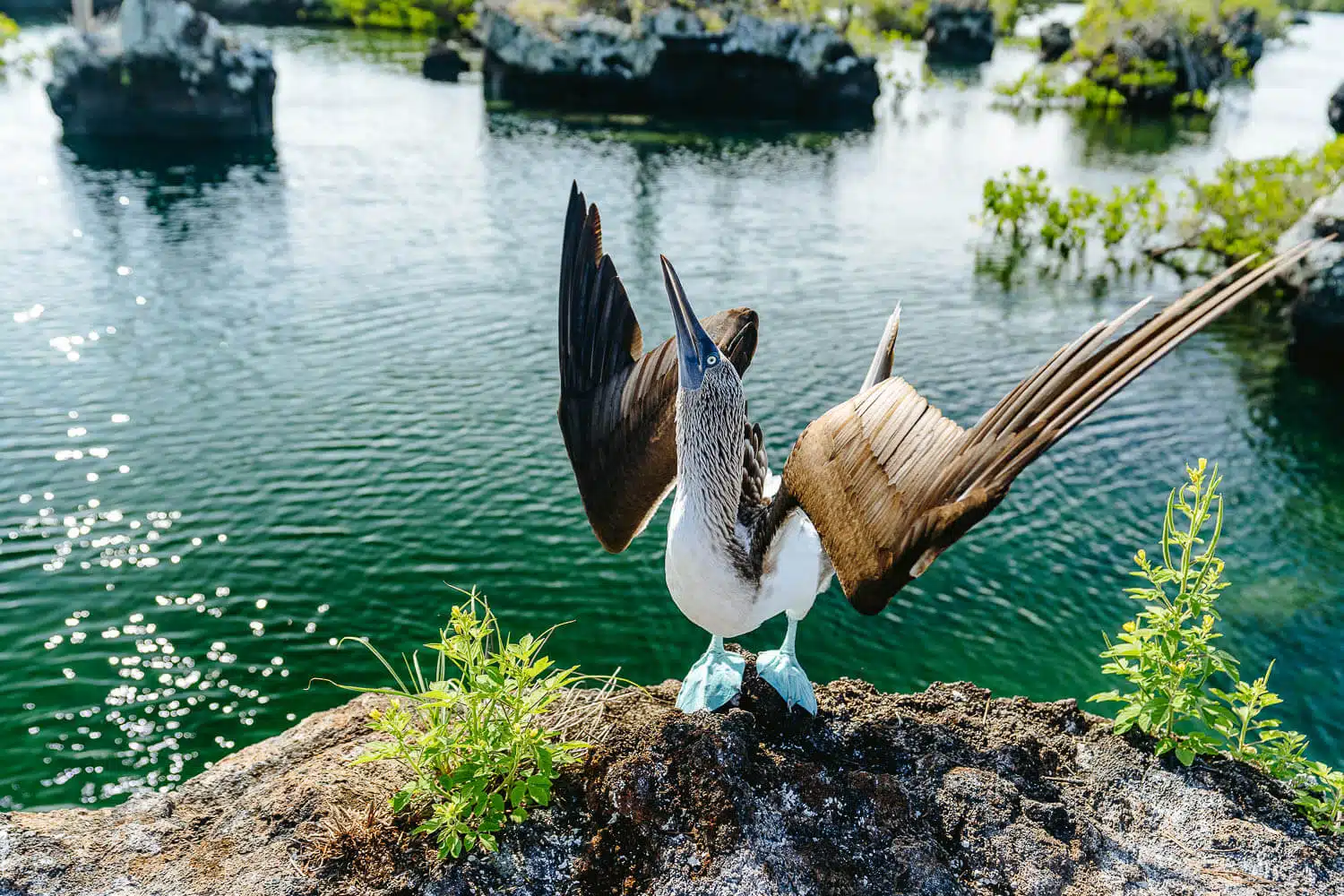 Galapagos Wildlife Guide: Spot the Islands’ Unique Creatures
