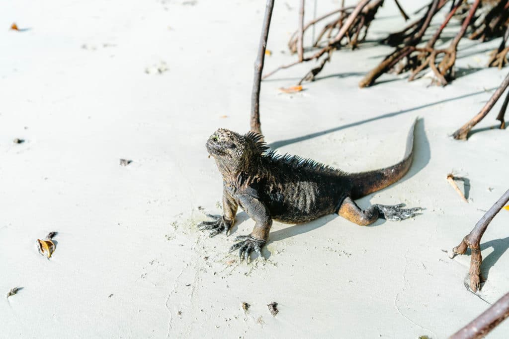 Tortuga Bay Beach in Santa Cruz, Galapagos: Full Breakdown