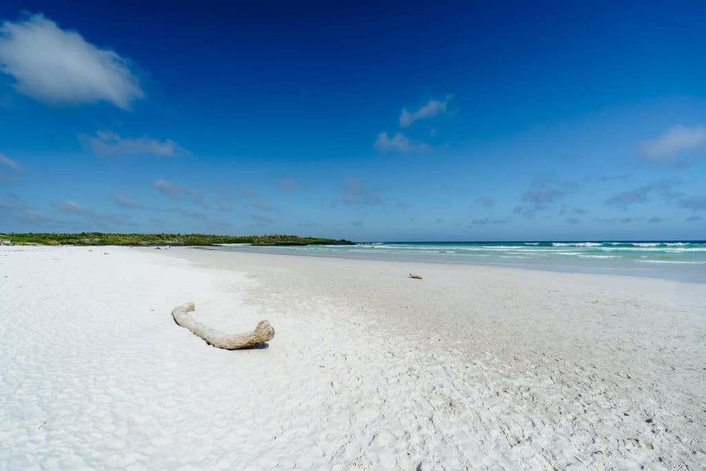 Tortuga Bay Beach in Santa Cruz, Galapagos: Full Breakdown