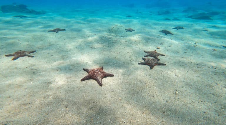24 Best Dive Sites in The Galapagos: Scuba Diving Guide (2025)