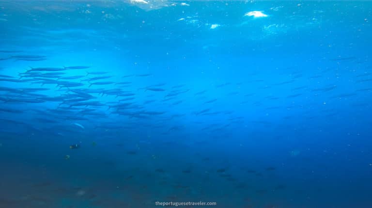 Diving in Gordon Rocks: Santa Cruz Dive Sites