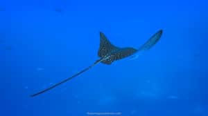 Diving in Gordon Rocks: Santa Cruz Dive Sites