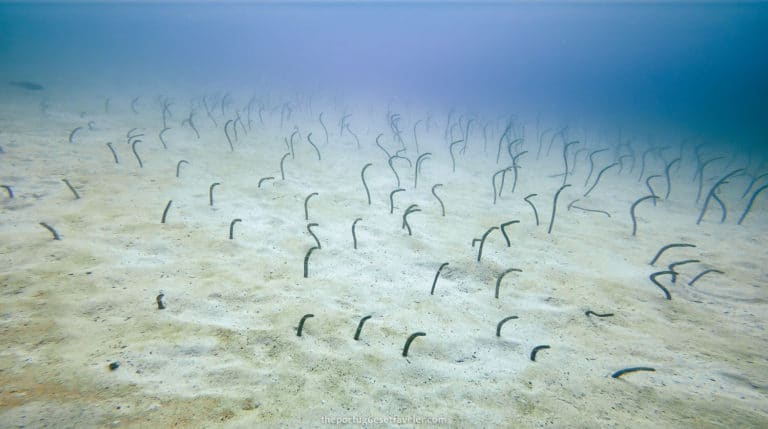 24 Best Dive Sites in The Galapagos: Scuba Diving Guide (2025)