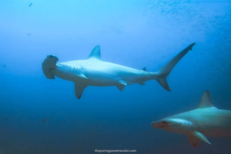 24 Best Dive Sites in The Galapagos: Scuba Diving Guide (2025)