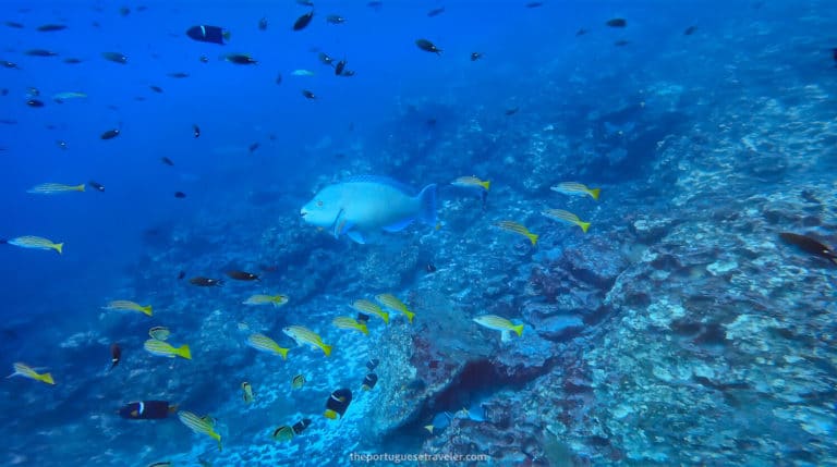 Diving in Gordon Rocks: Santa Cruz Dive Sites