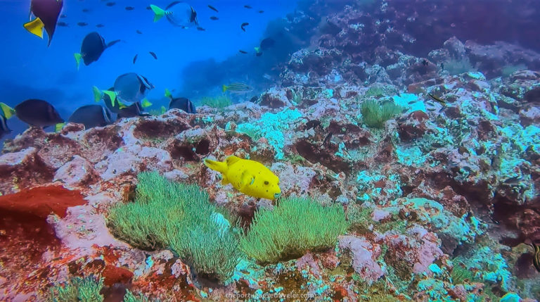 Diving in Gordon Rocks: Santa Cruz Dive Sites