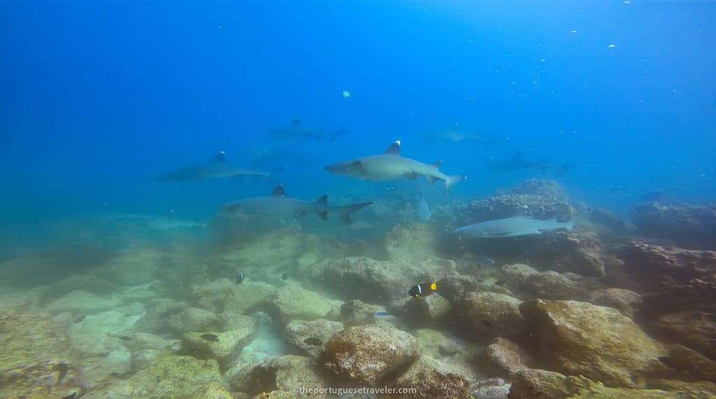 Diving in North Seymour and Mosquera: Santa Cruz Dive Sites