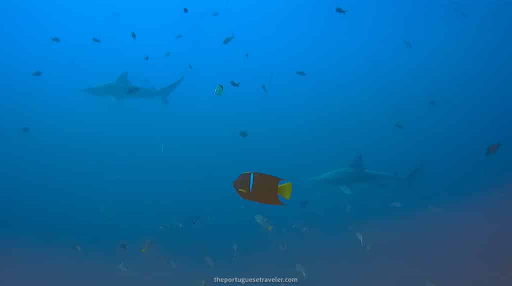 Diving in Gordon Rocks: Santa Cruz Dive Sites