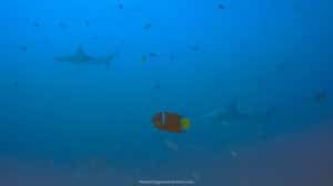 Diving in Gordon Rocks: Santa Cruz Dive Sites