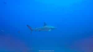 Diving in Gordon Rocks: Santa Cruz Dive Sites