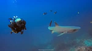 Diving in Gordon Rocks: Santa Cruz Dive Sites