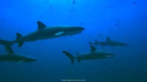 Diving in Gordon Rocks: Santa Cruz Dive Sites