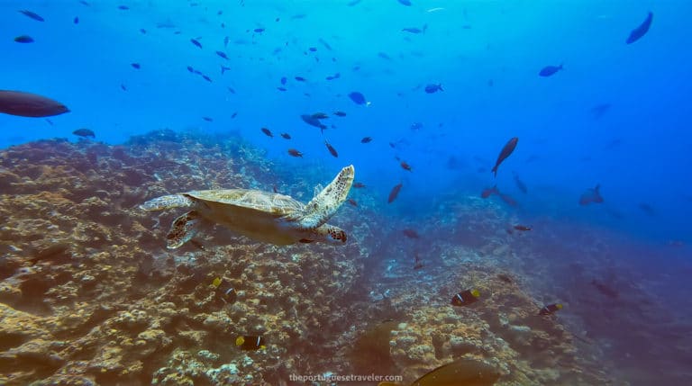 Diving in Gordon Rocks: Santa Cruz Dive Sites