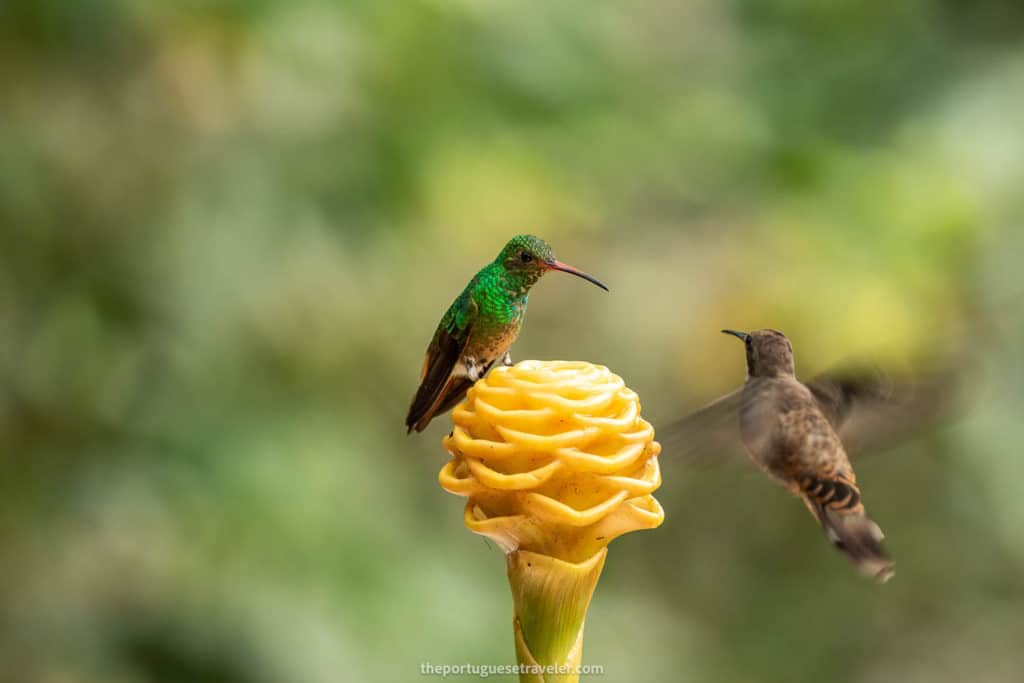 Mindo Birdwatching Tour (Birding Tour): All You Need to Know