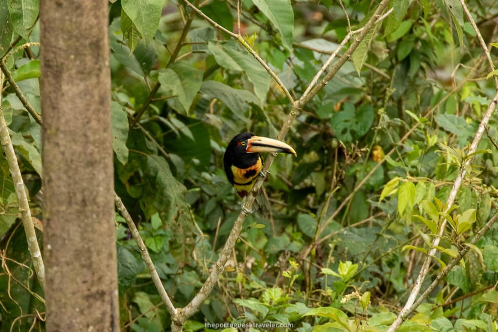 Mindo Birdwatching Tour (Birding Tour): All You Need to Know