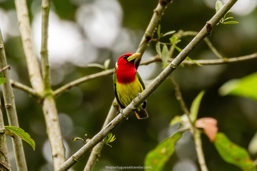 Mindo Birdwatching Tour (Birding Tour): All You Need to Know