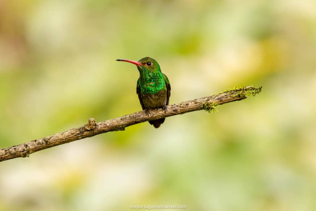 Mindo Birdwatching Tour (Birding Tour): All You Need to Know