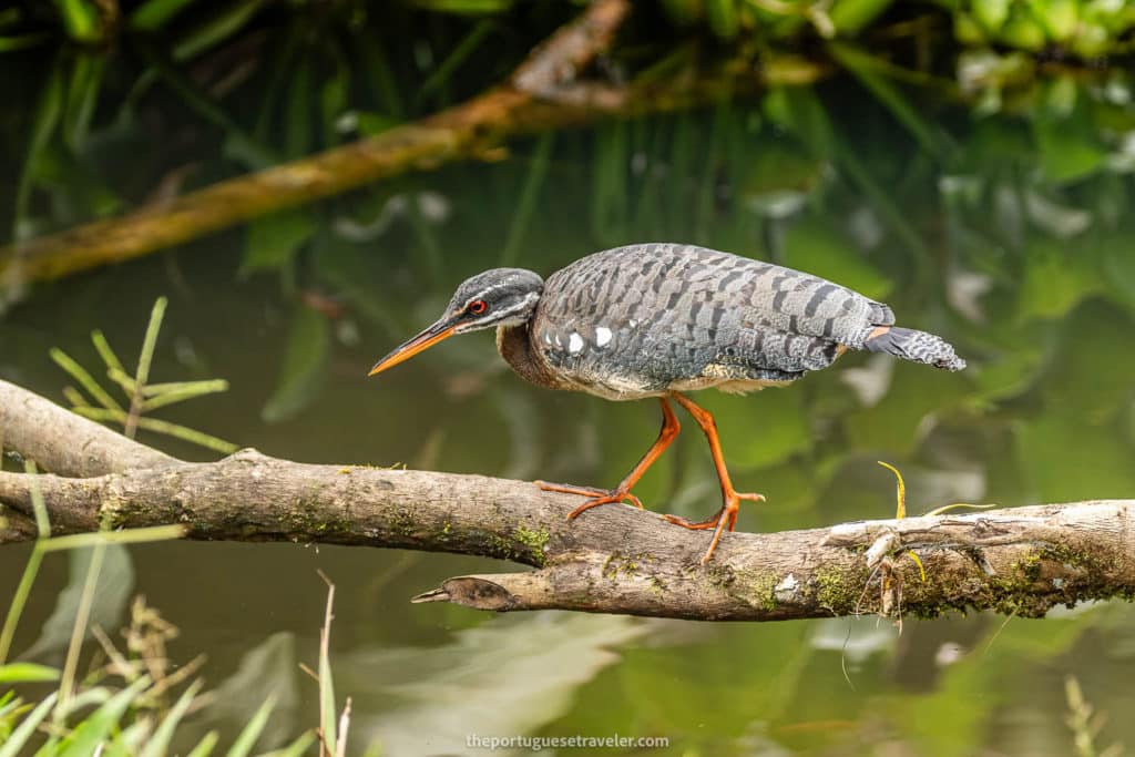Mindo Birdwatching Tour (Birding Tour): All You Need to Know