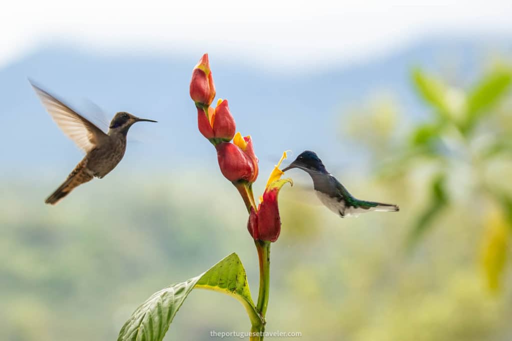 Mindo Birdwatching Tour (Birding Tour): All You Need to Know